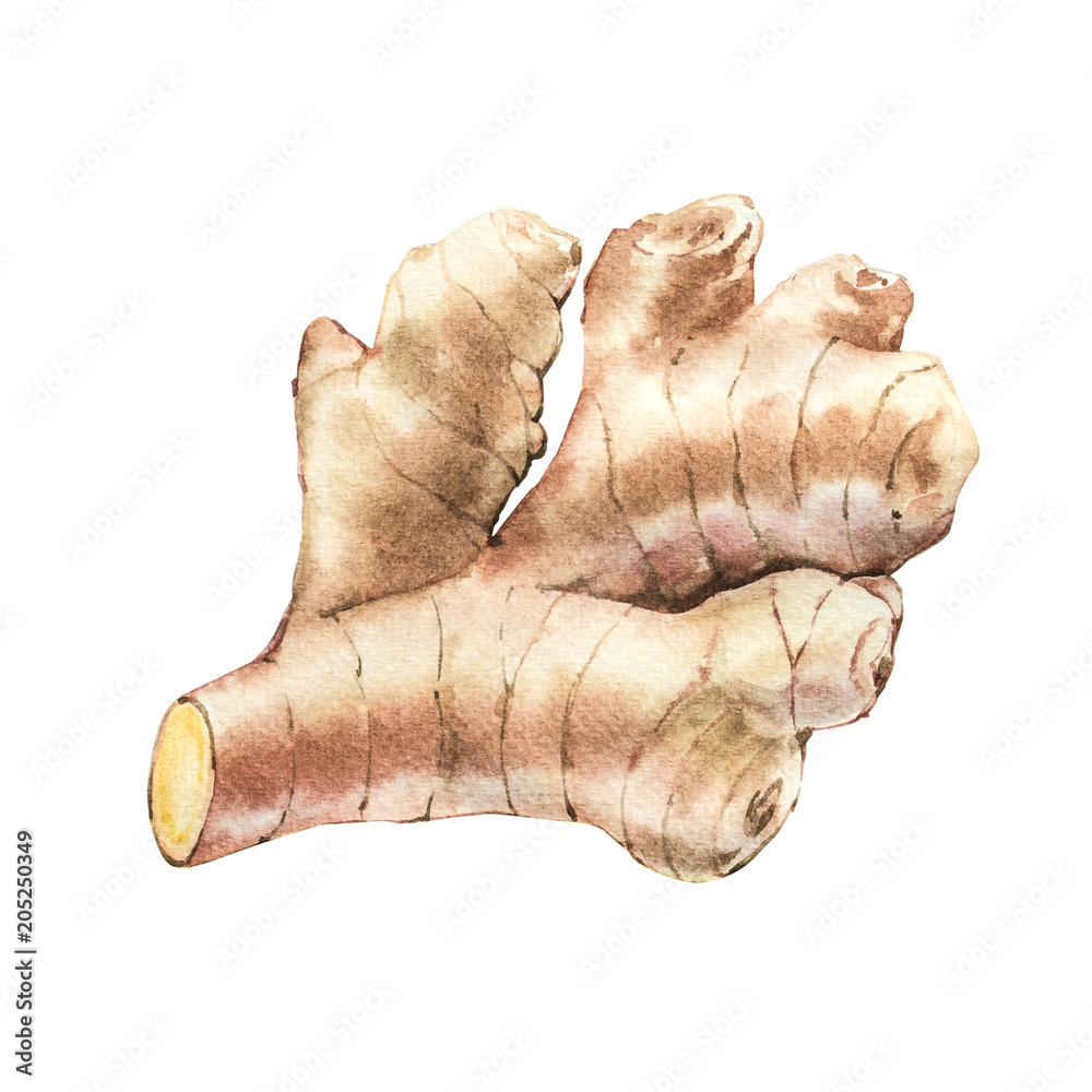 Hand Drawn Ginger watercolor sketch. Illustration For Food Design ...