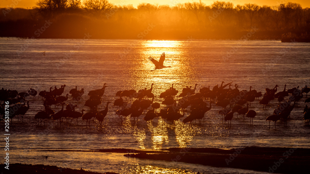 Grand Island, Nebraska -PLATTE RIVER, UNITED STATES Migratory water ...