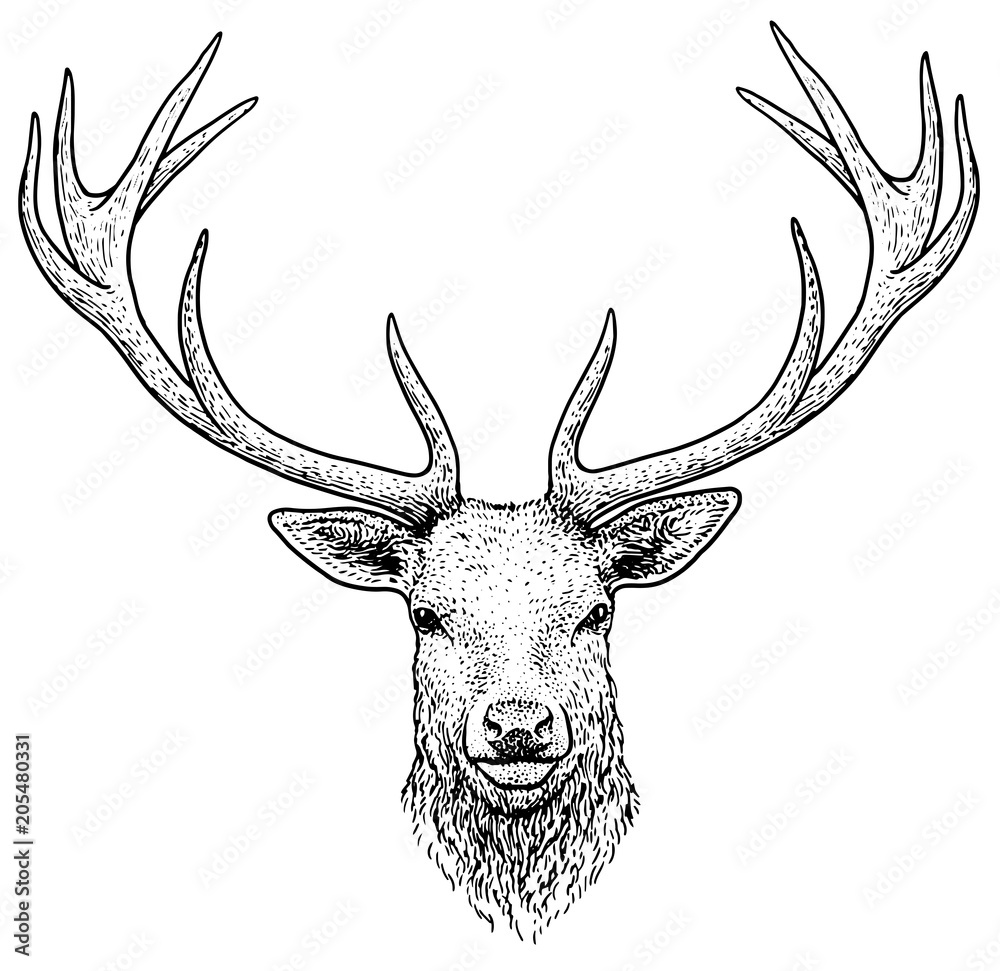 Deer head illustration, drawing, engraving, ink, line art, vector Stock ...