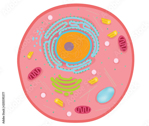 Animal Cell Stock Vector | Adobe Stock