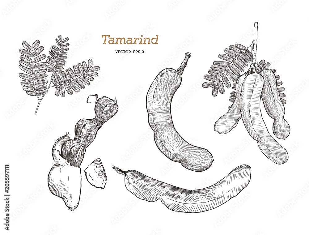 tamarind hand draw sketch vector. Stock Vector | Adobe Stock