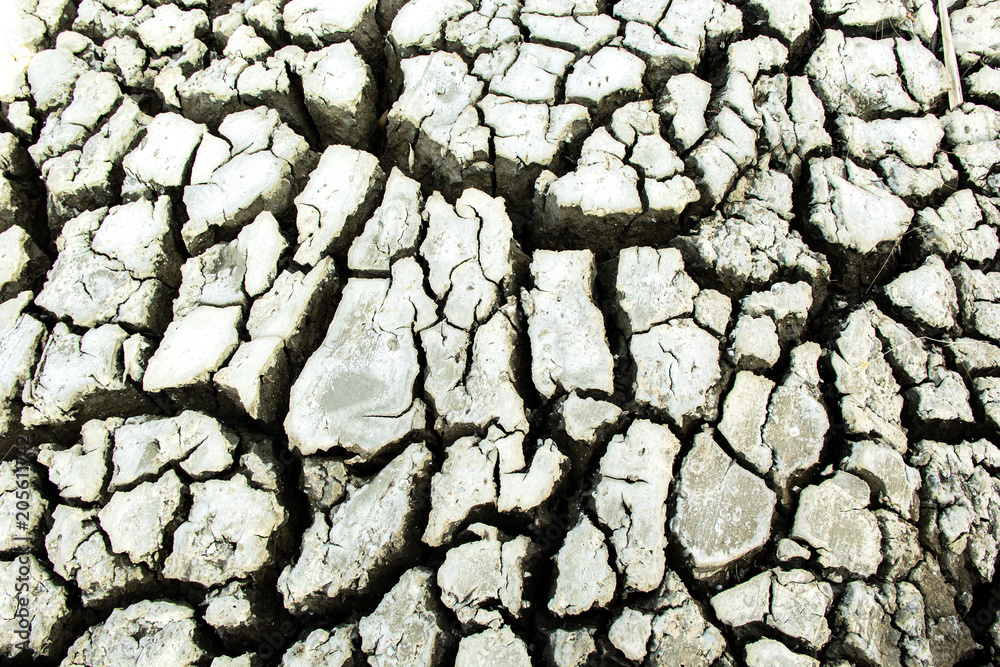Background and Wallpaper or texture of Ground mud mangrove forest ...