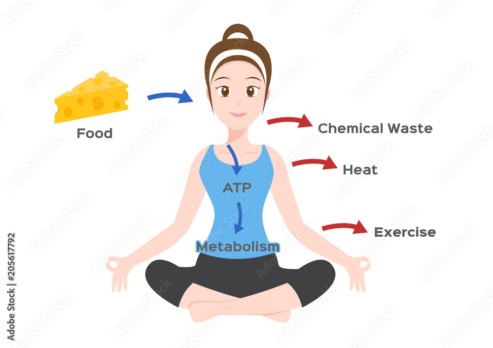 human body metabolism infographic / vector Stock Vector | Adobe Stock