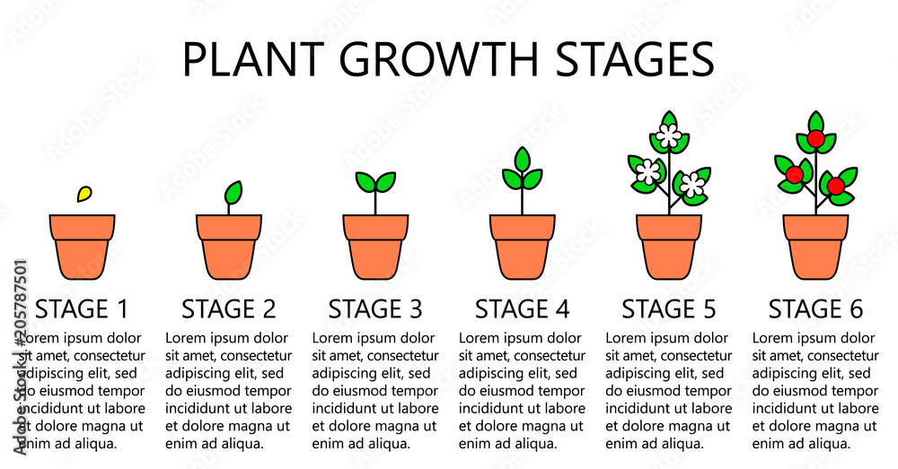 Vector De Stock Plant Growth Stages Infographics Line Art Icons 0043