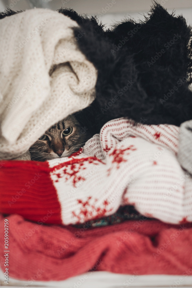 cute funny tabby cat hiding in sweaters, space for text. kitty maine ...