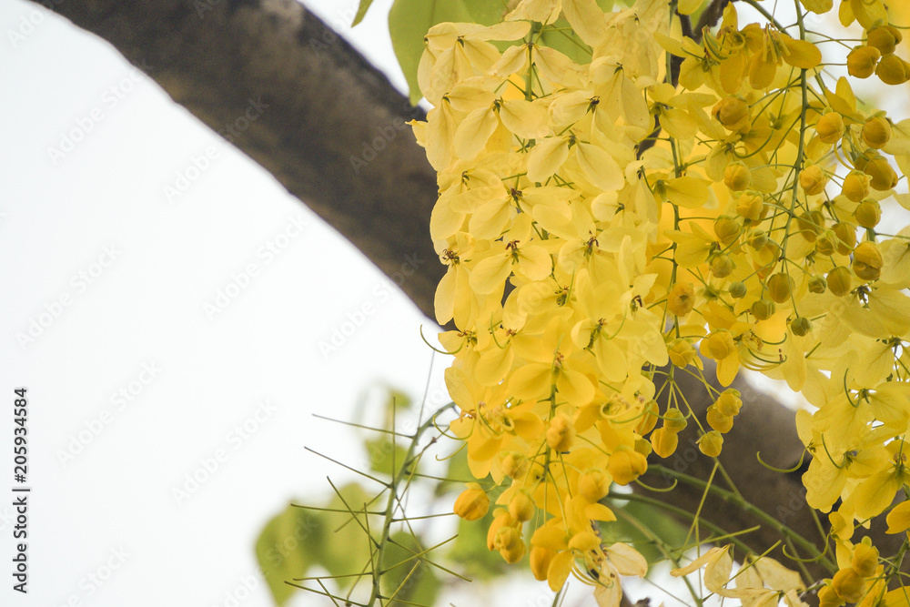 Cassia fistula(golden shower tree), mostly blooming in summer May days. It's also the national ...