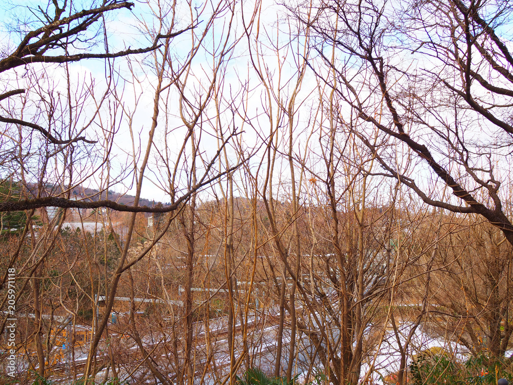 Dense top part of many dry brown no leaf tree branch structure shoot ...