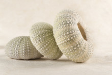 Concentric Conch Sea Shell Free Stock Photo - Public Domain Pictures