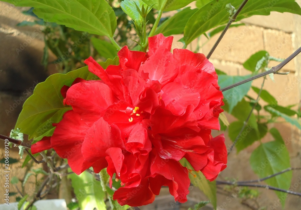 cayena doble Stock Photo | Adobe Stock