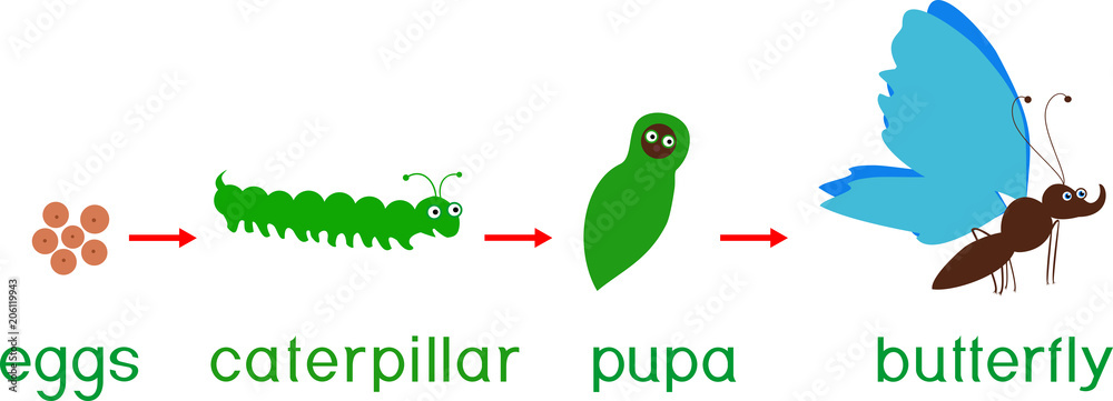 Life cycle of butterfly. Sequence of stages of development from egg to ...