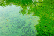 Green Water Free Stock Photo - Public Domain Pictures