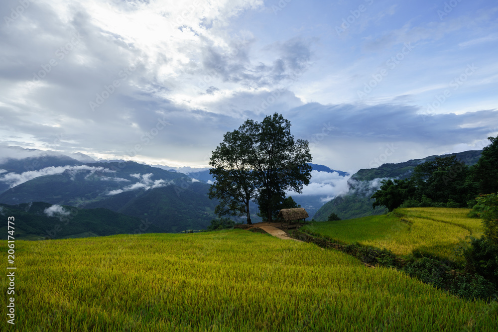 Terraced rice field landscape in harvesting season with big tree and ...