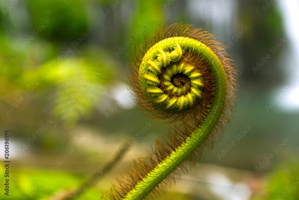 nature details of fern and Fibonacci series Stock Photo | Adobe Stock