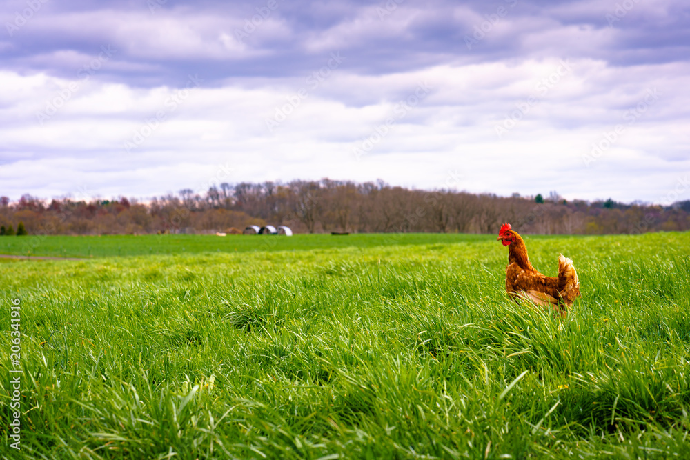 Chicken on patrol Stock Photo | Adobe Stock