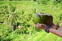 Raw Coconut On A Bench Free Stock Photo - Public Domain Pictures