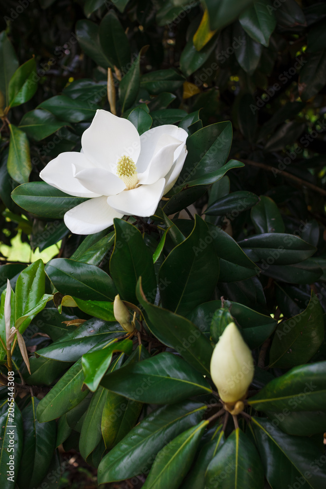 Flower of the Magnolia grandiflora, the Southern magnolia or bull bay ...