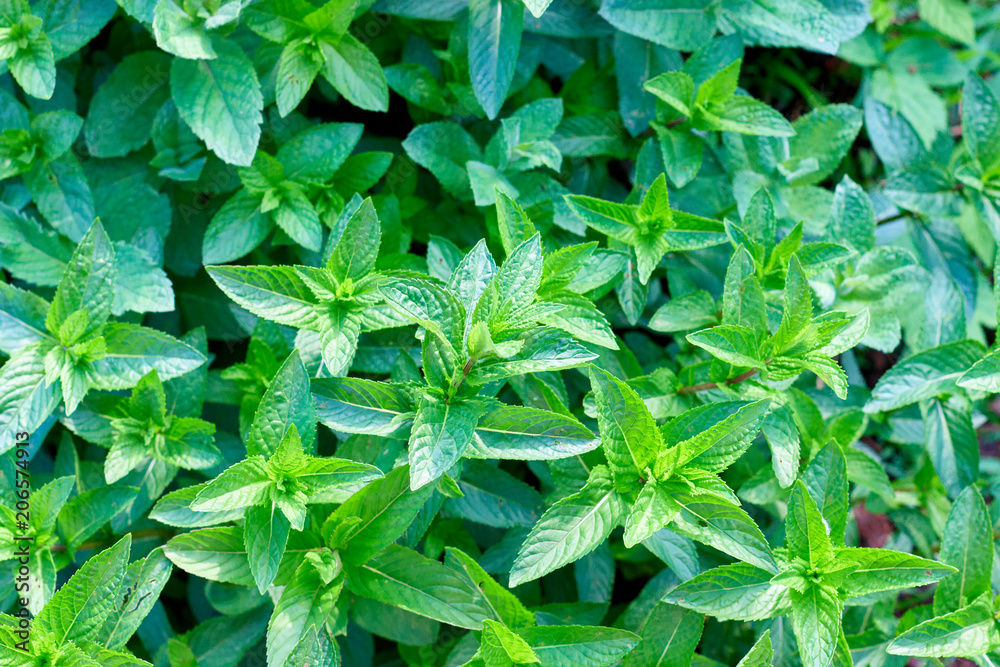 Green mint plant grow at vegetable garden. Background leaf with ...