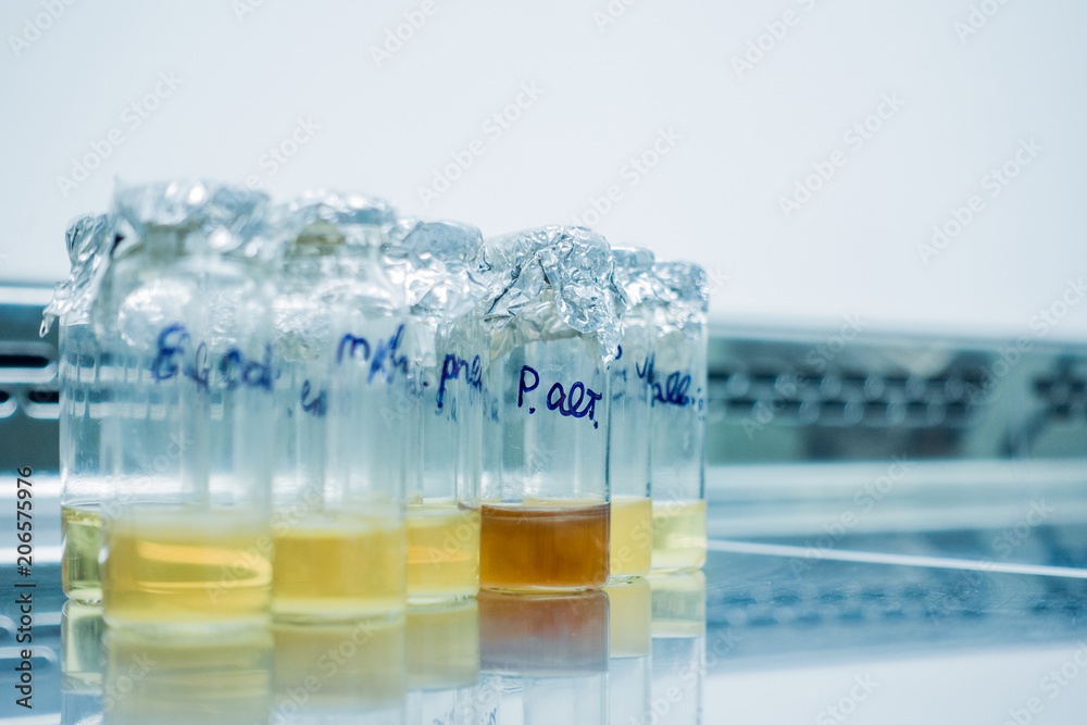 Liquid culture of bacteria in test tubes. The culture of Escherichia ...