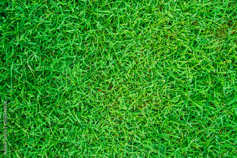 Abstract green nature grass texture Stock Photo | Adobe Stock