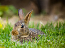 Cottontail Rabbit Close-up Free Stock Photo - Public Domain Pictures