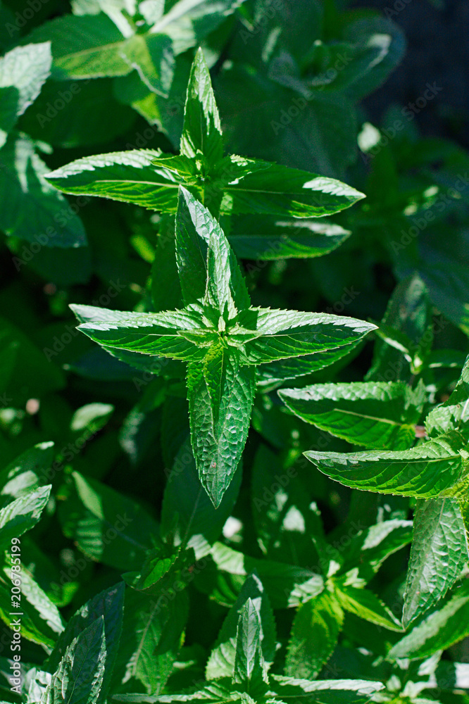 Green mint plant grow at vegetable garden. Background leaf with ...