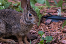 Cottontail Rabbit Hiding In Grass Free Stock Photo - Public Domain Pictures