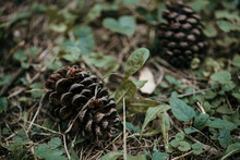 Pine Cone Path Free Stock Photo - Public Domain Pictures