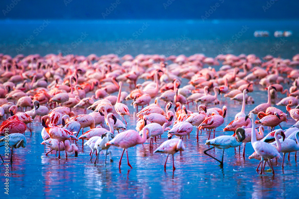 Birds of Africa. Kenya. Flock of flamingos. African flamingo. Travel to ...