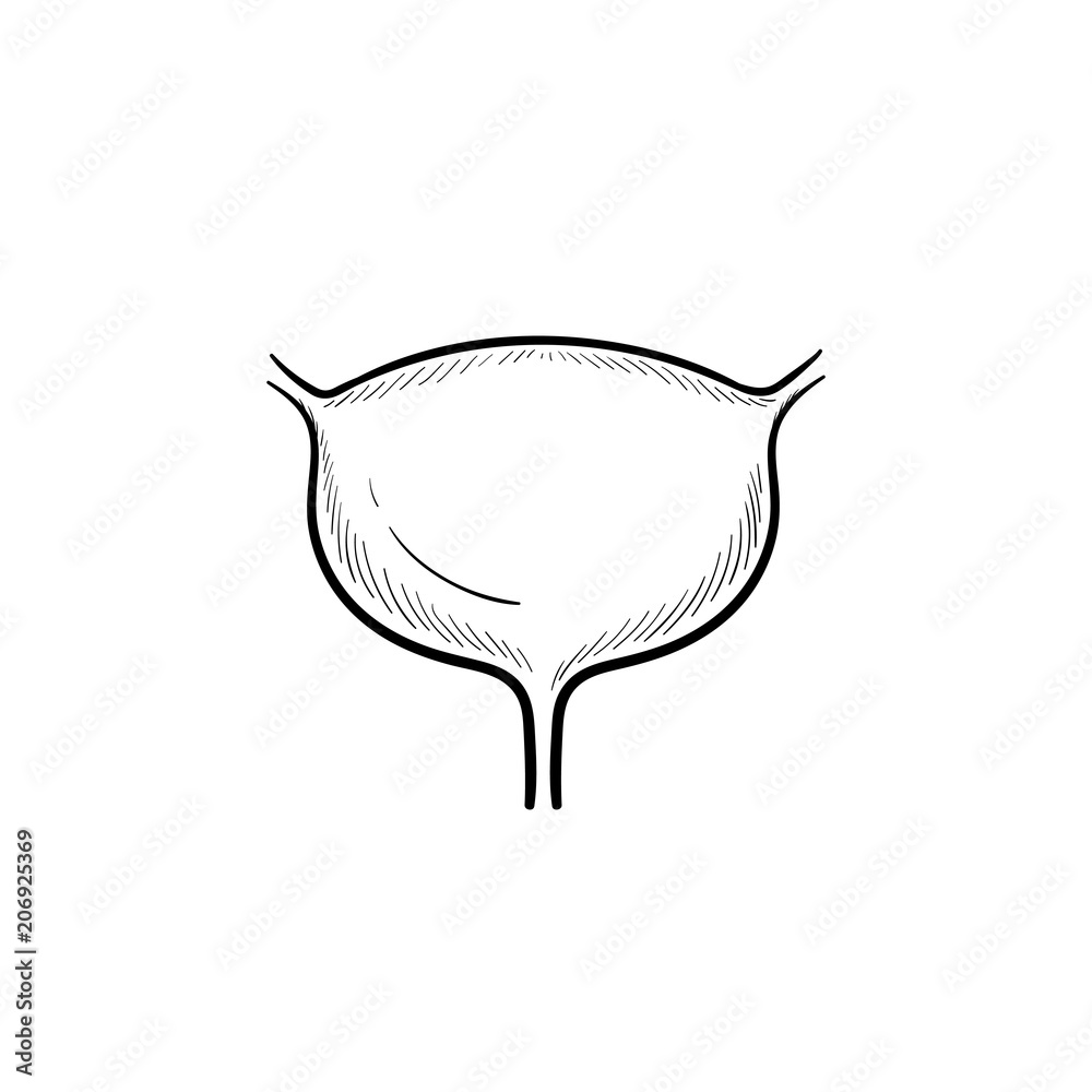 Urinary bladder hand drawn outline doodle icon Stock Vector | Adobe Stock