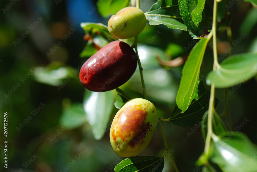 ZIZIPHUS JUJUBA. AZUFAIFO, AZOFAIFA, ACHUFAIFO O JINJOLERO Stock Photo ...