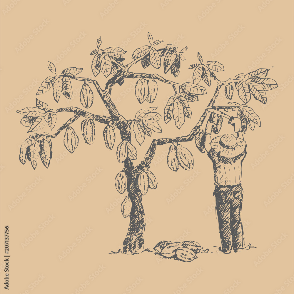 Vector cocoa tree with man character farmer hand drawn sketch doodle ...