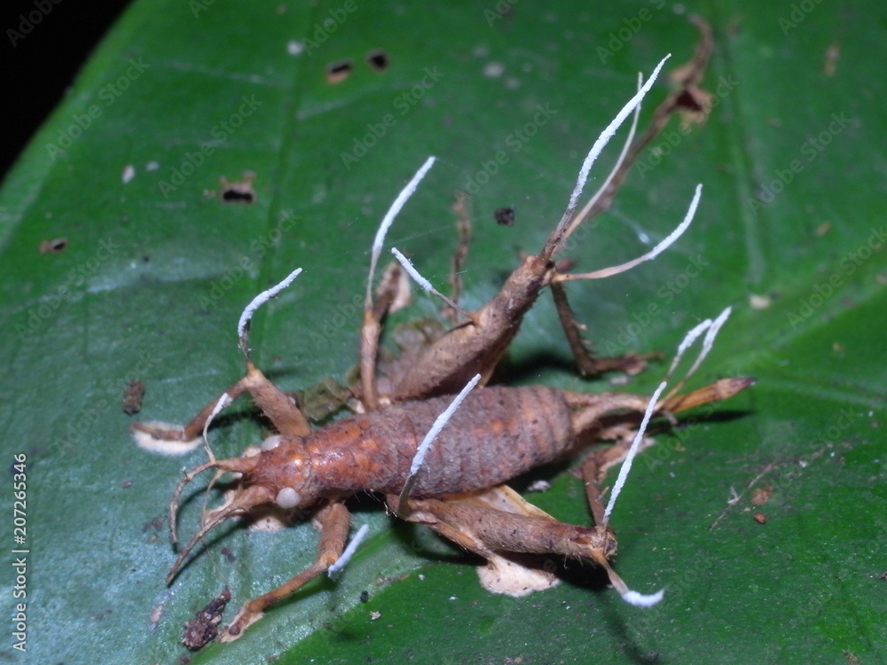 Zombie insect infested by pathogenising fungus-Ophiocordyceps ...