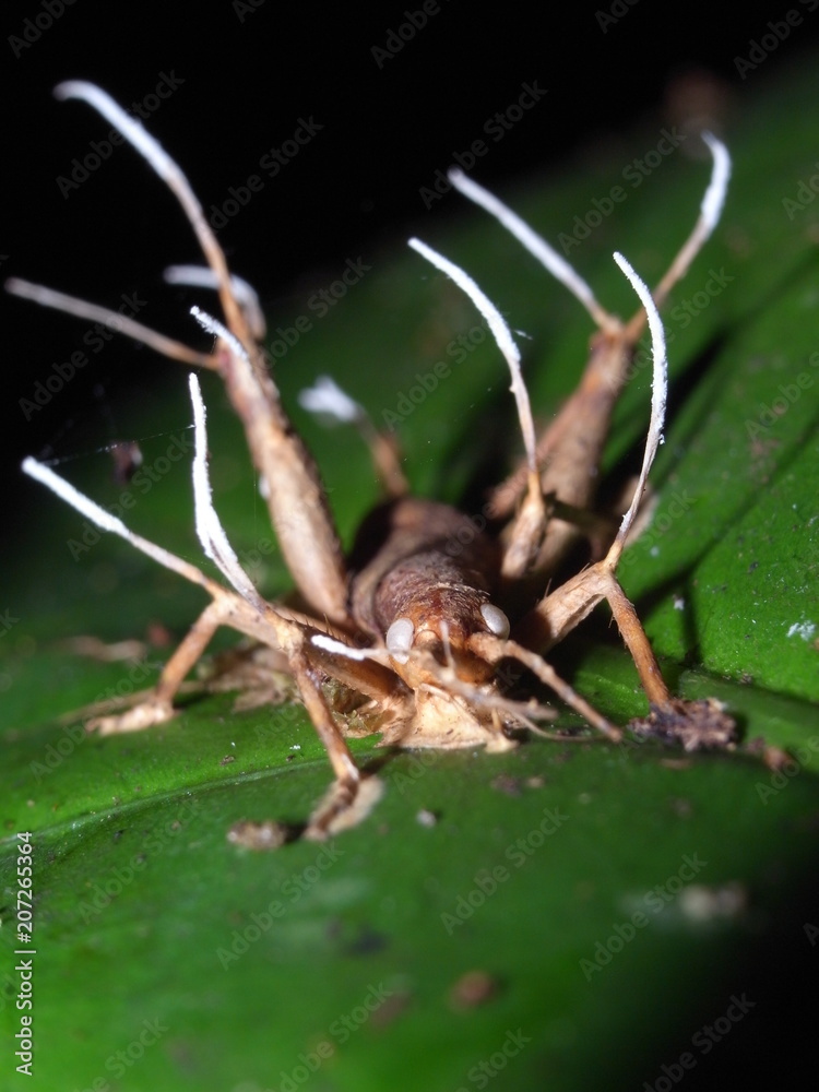 Zombie insect infested by pathogenising fungus-Ophiocordyceps ...