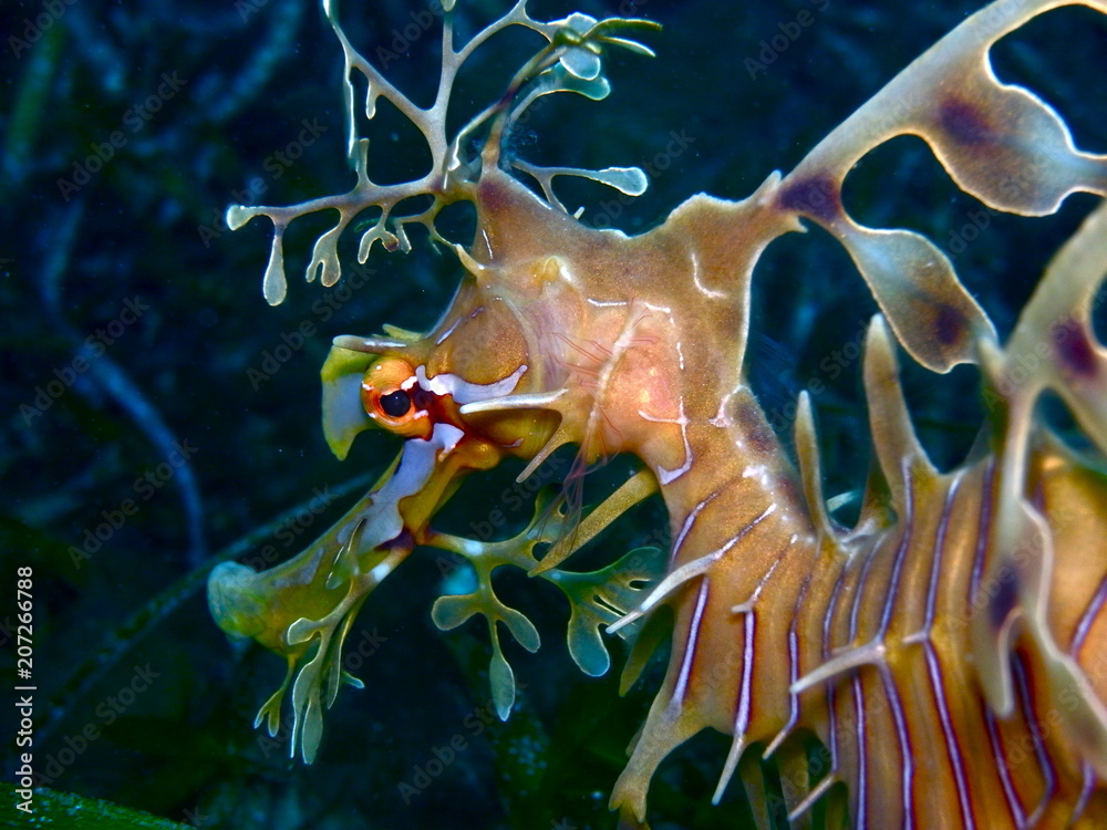 Leafy Sea Dragon-Phycodurus eques, Großer Fetzenfisch, Leafy Seadragon ...