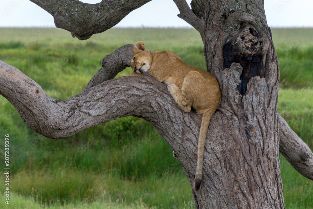 Zdjęcie bez tantiem: Lion cub sleeping in tree | Adobe Stock