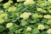 Beautiful Hortense Free Stock Photo - Public Domain Pictures