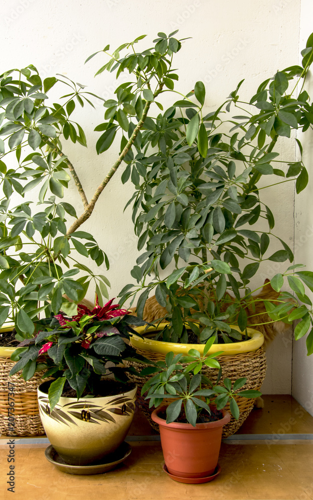 Red and white variegated poinsettia with dark green leaves bloom in a ...
