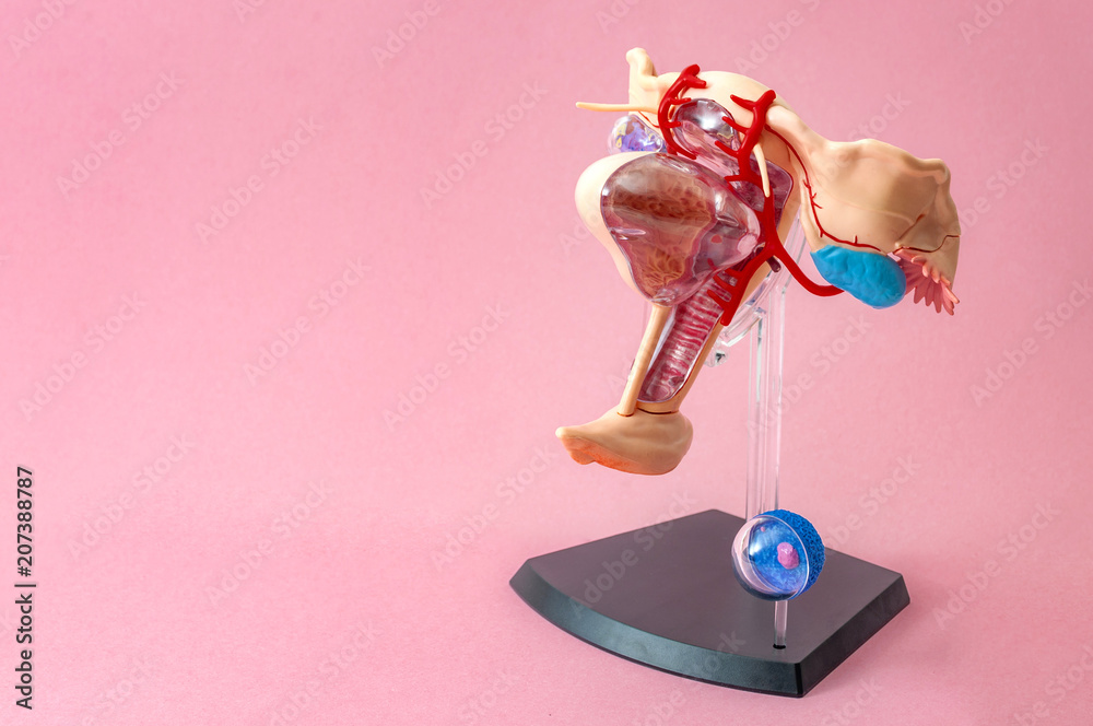 Foto de Stock Female anatomy and women reproductive system concept with ...