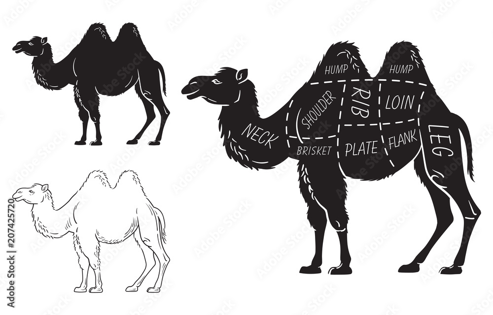 Cut of camel set. Poster Butcher diagram - desert-ship. Vintage ...