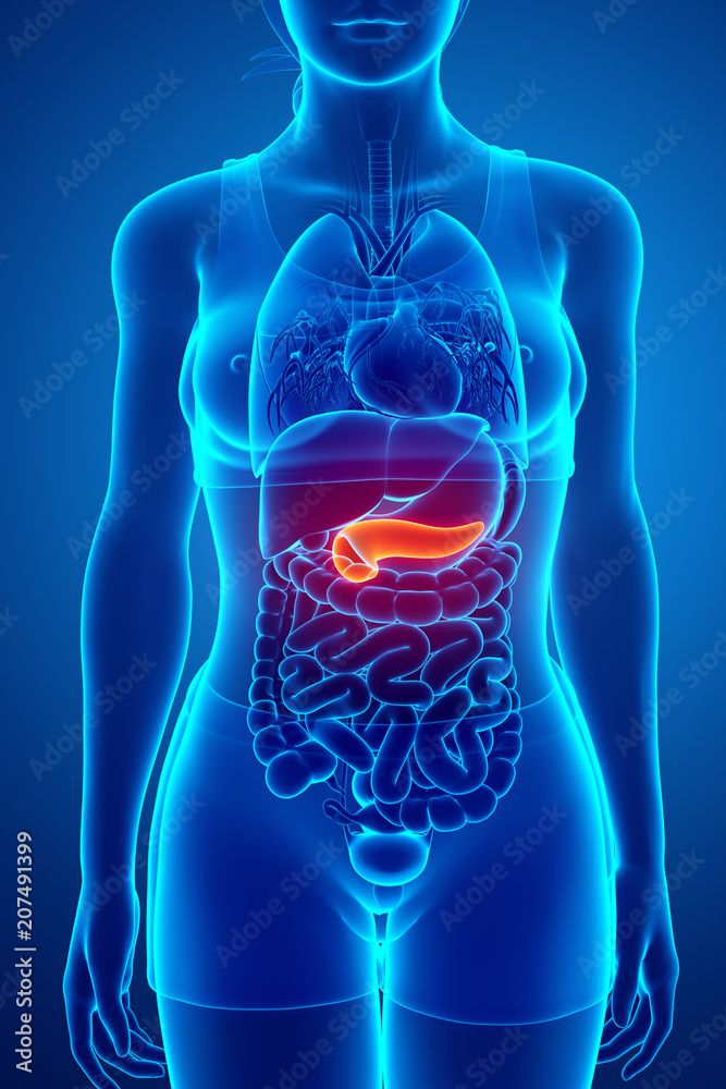 pancreas anatomy Stock Illustration | Adobe Stock
