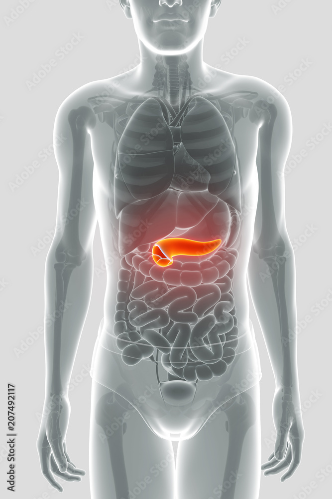 pancreas anatomy Stock Illustration | Adobe Stock