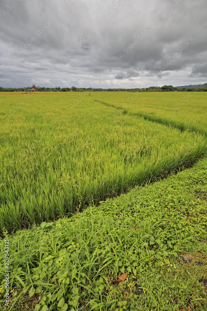 Rice fields along Negros S.road in barangay Pagatban. Bayawan-Negros ...