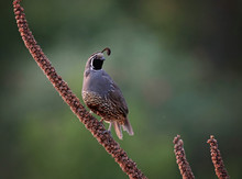 Fat Quail Free Stock Photo - Public Domain Pictures