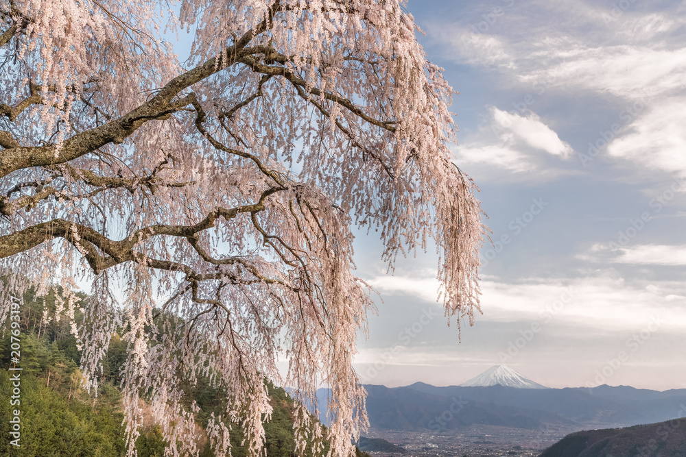 Shidare Sakura and Mountain Fuji at Yamanashi town. Shidara Sakura is ...