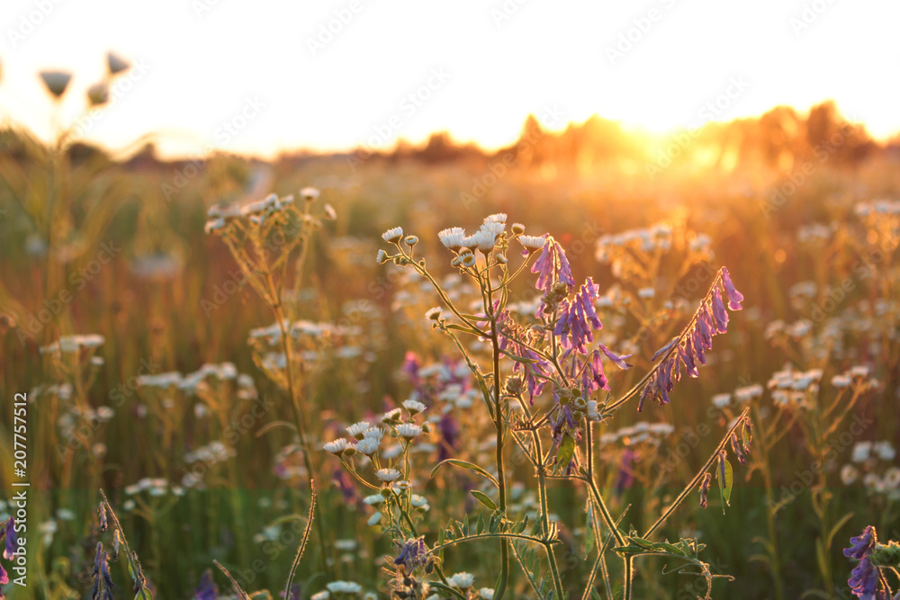 summer evening background