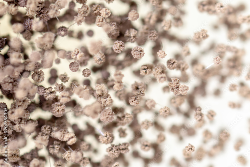 Rhizopus (bread mold) is a genus of common saprophytic fungi,Rhizopus ...