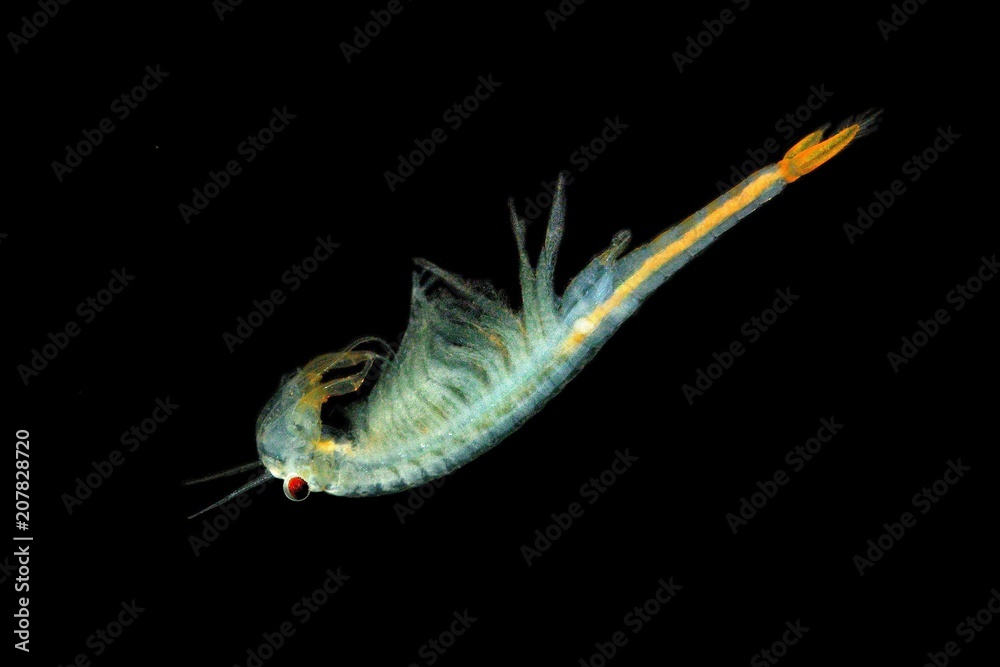 The male Fairy Shrimp (Branchipus schaefferi) captured close up with ...
