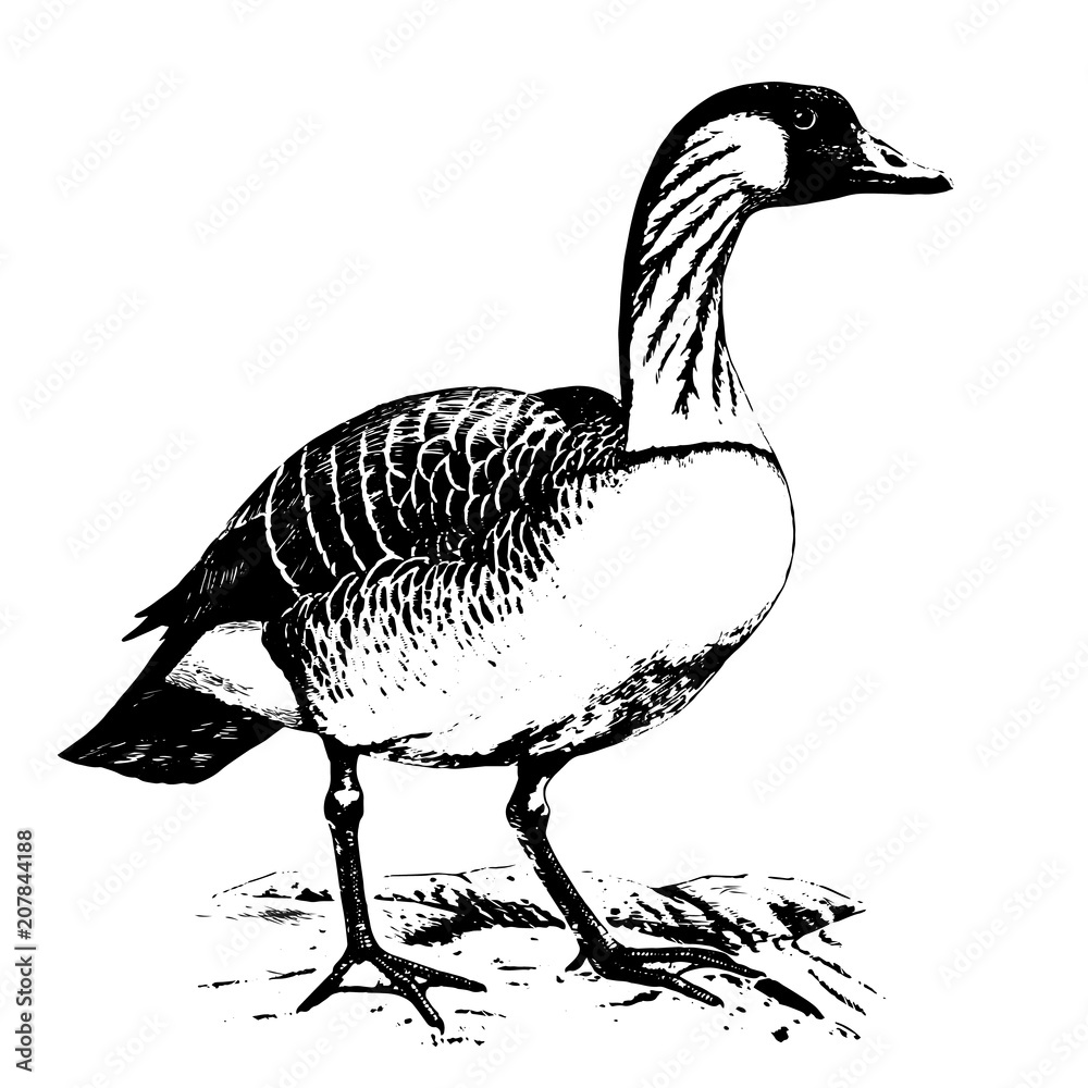 wild goose vector black and white illustration. Hawaii goose vector ...