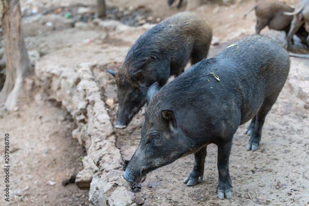Wild boar (Sus scrofa), also known as wild pig, is a species of the pig ...