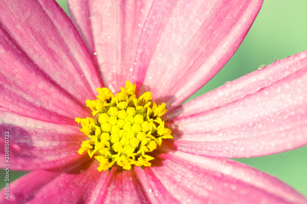 Stock-Foto „Pale and slightly desaturated light pink wild flower “Wild ...
